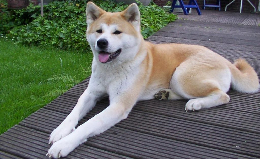 Akita Inu: All about this breed - DogsPlanet.com