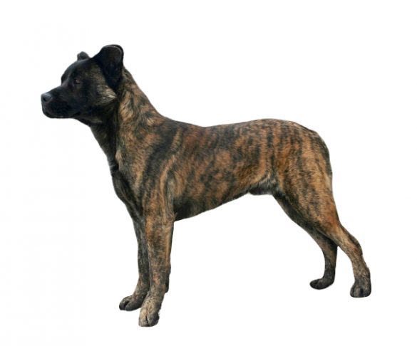 Azores Cattle Dog: All about this breed - DogsPlanet.com