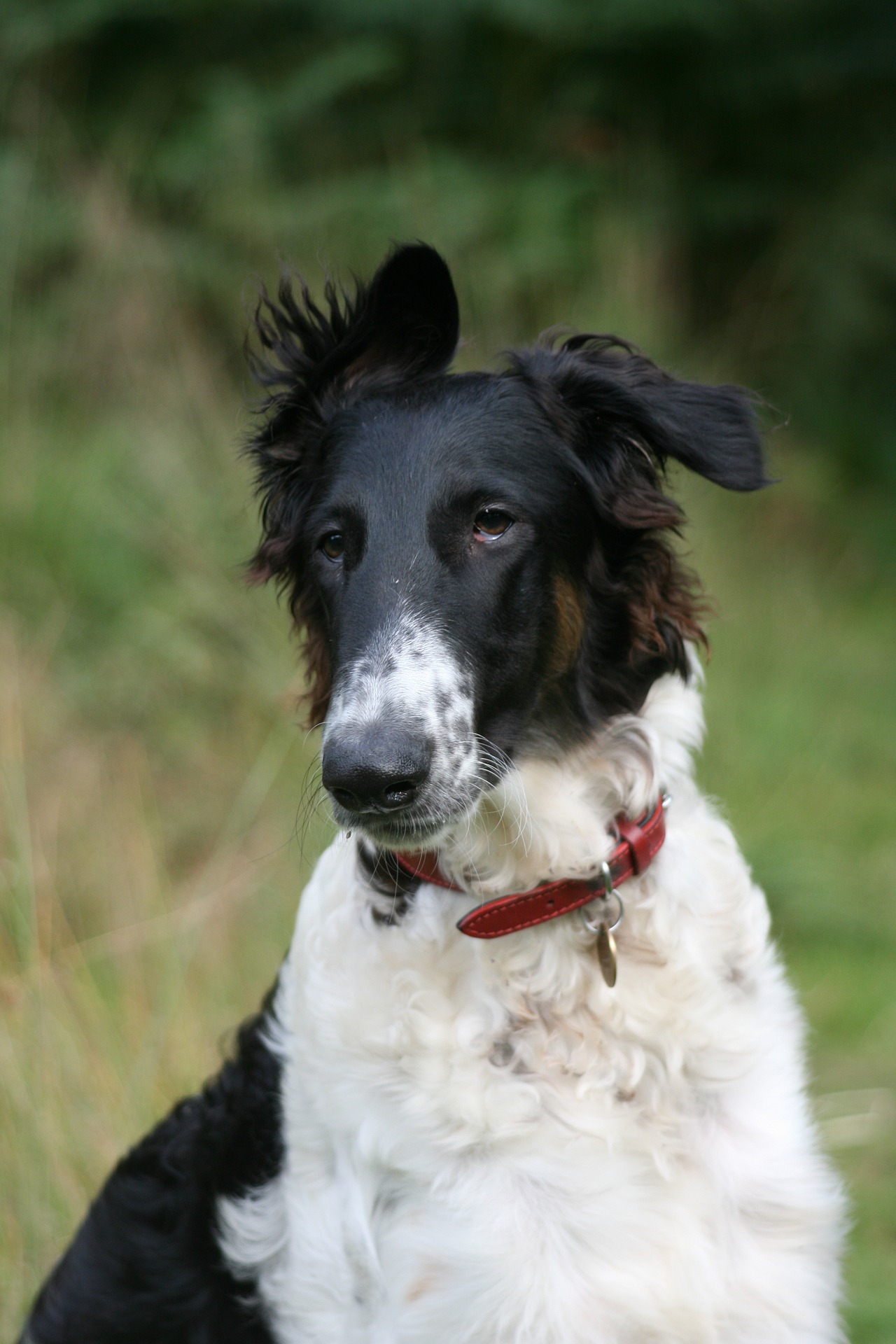 Barzoï: Tout savoir sur cette race - DogsPlanet.com