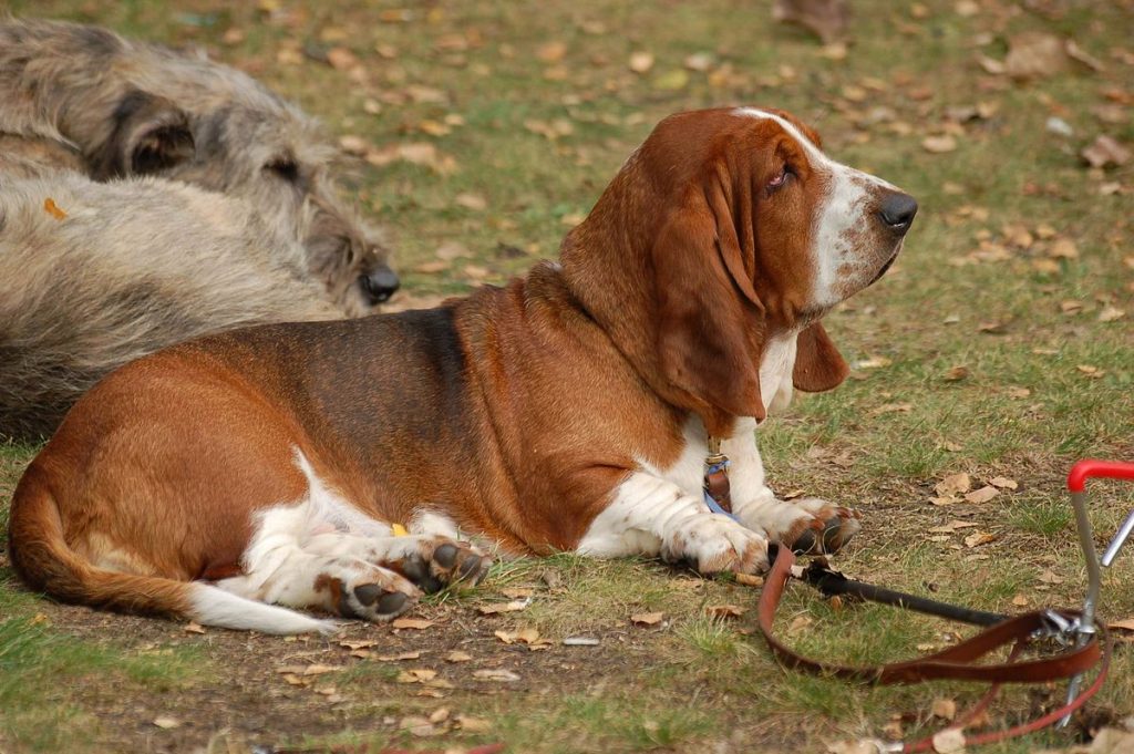 Basset hound: Tout savoir sur cette race - DogsPlanet.com