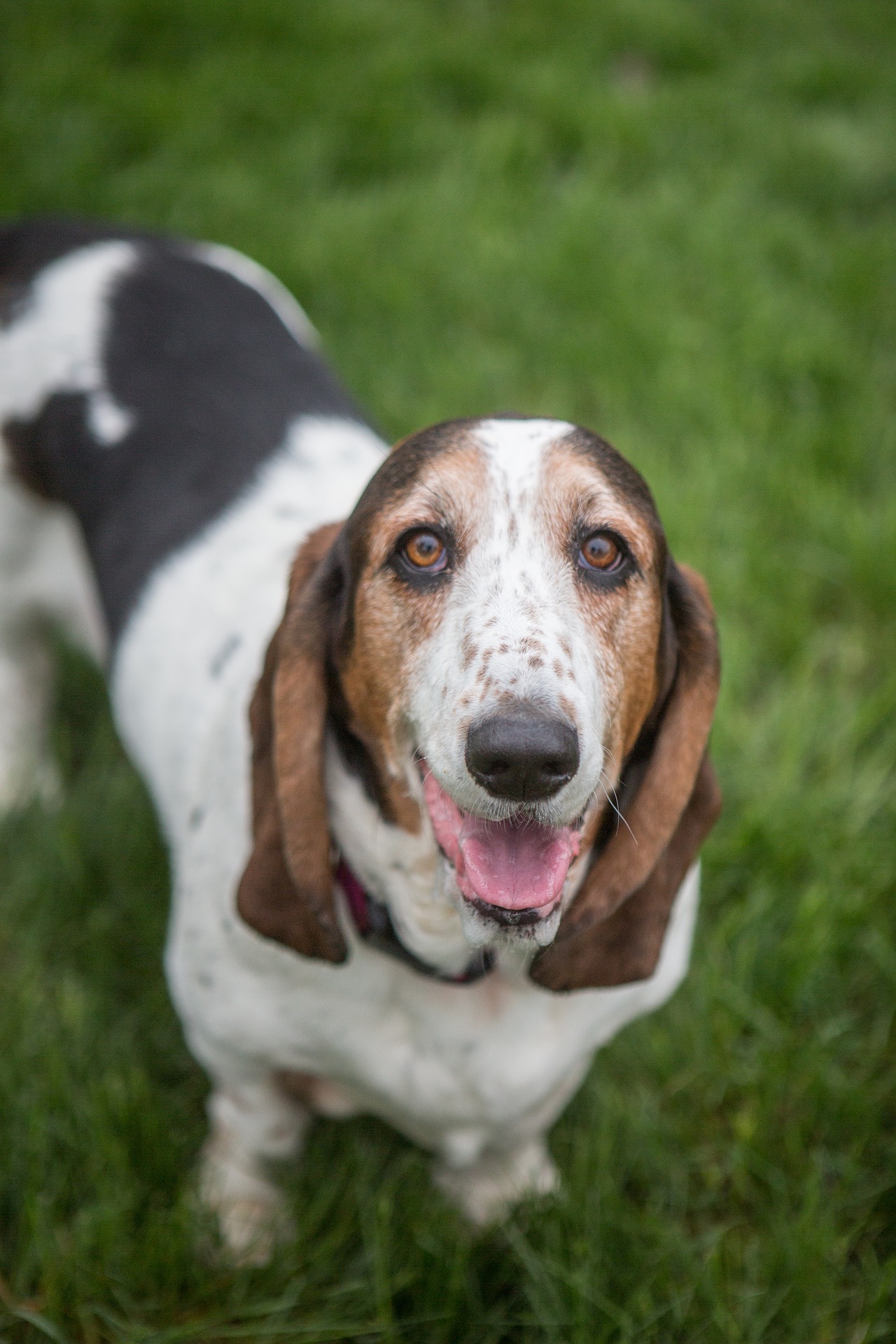 Basset hound: Tout savoir sur cette race - DogsPlanet.com