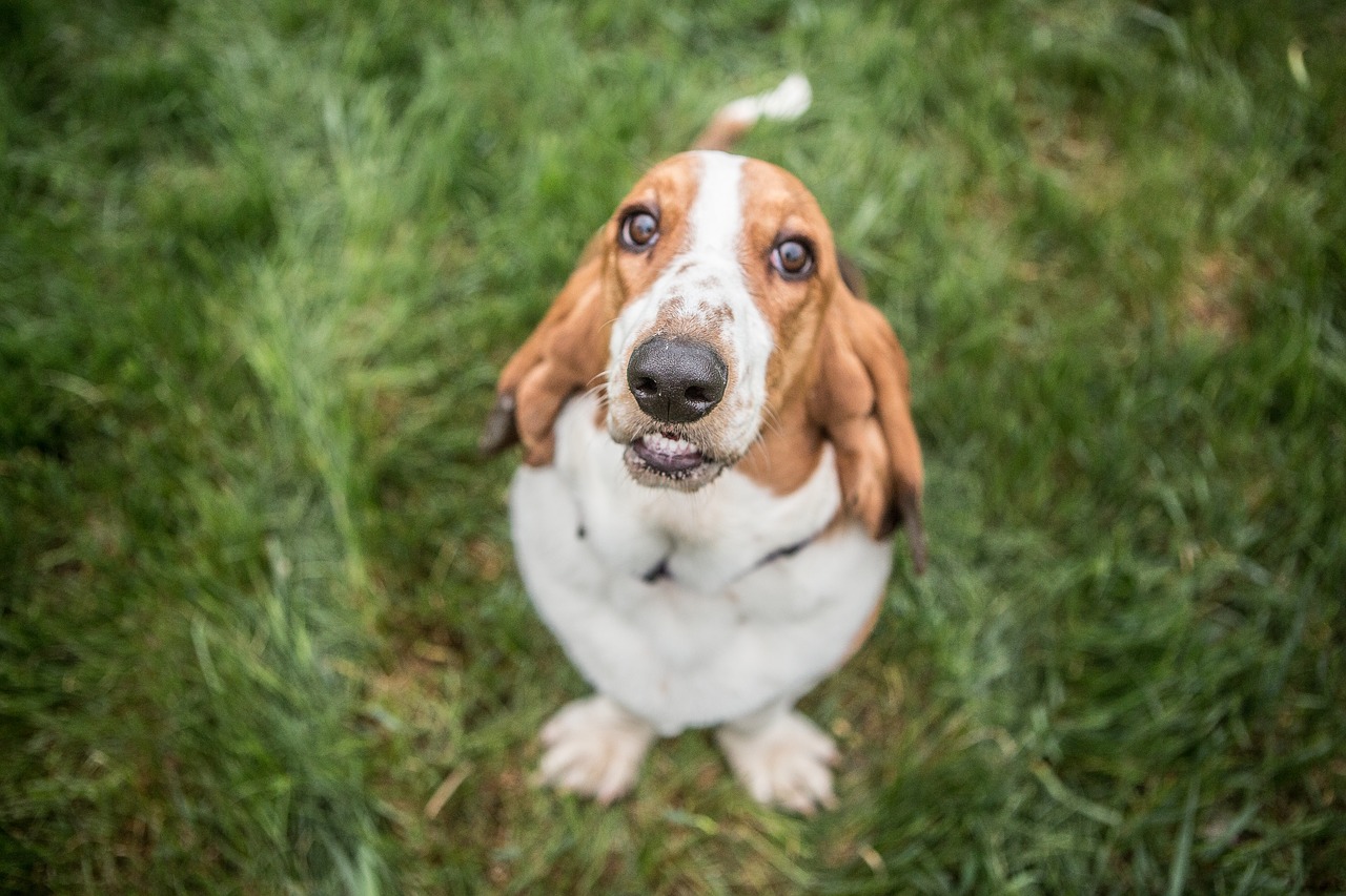 Basset hound: Tout savoir sur cette race - DogsPlanet.com