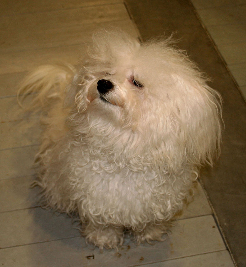 Bichon bolonais: Tout savoir sur cette race - DogsPlanet.com