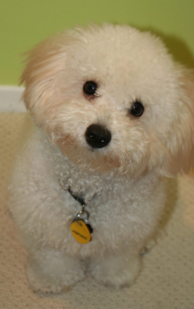 Bichon bolonais: Tout savoir sur cette race - DogsPlanet.com