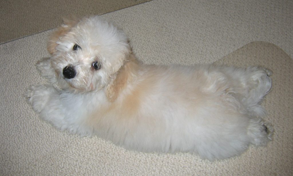 Bichon bolonais: Tout savoir sur cette race - DogsPlanet.com