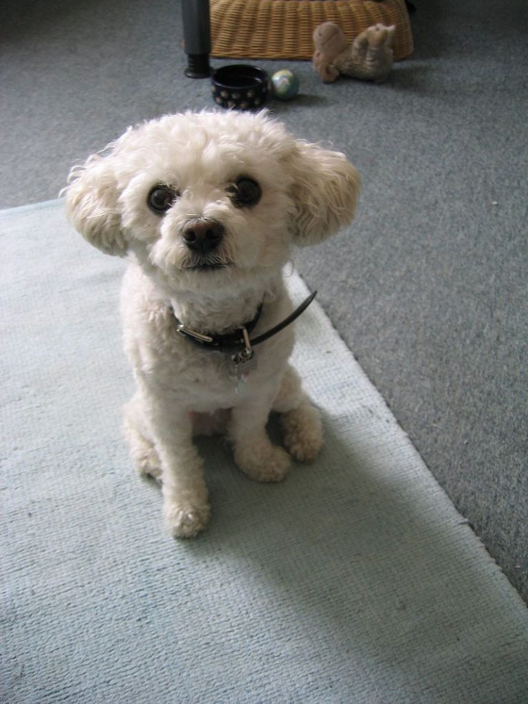 Bichon bolonais: Tout savoir sur cette race - DogsPlanet.com