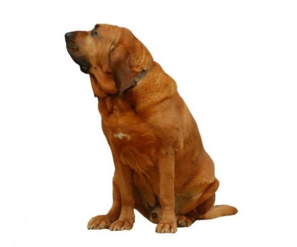 Rhodesian Ridgeback: Todo sobre esta raza - DogsPlanet.com
