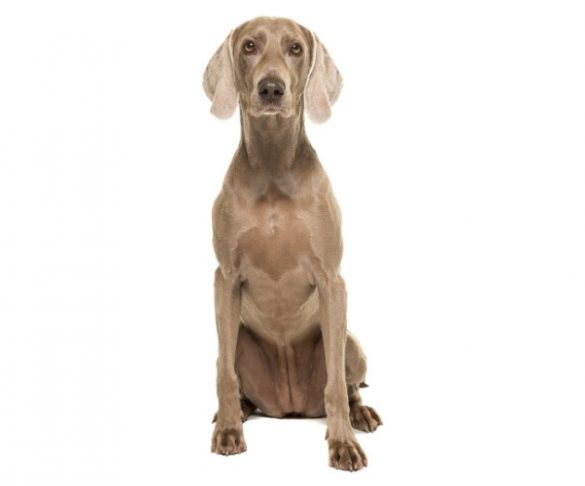 Rhodesian Ridgeback: Todo sobre esta raza - DogsPlanet.com