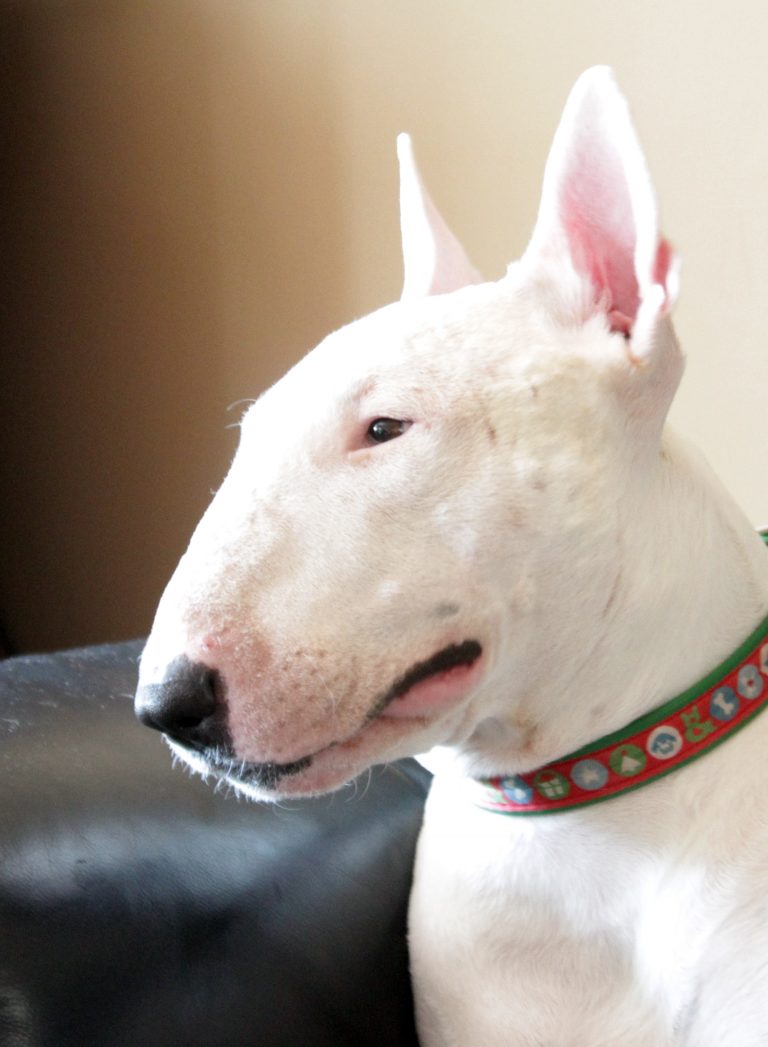 Bull Terrier: Tout savoir sur cette race - DogsPlanet.com