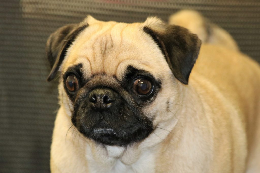 Carlin: Tout savoir sur cette race - DogsPlanet.com