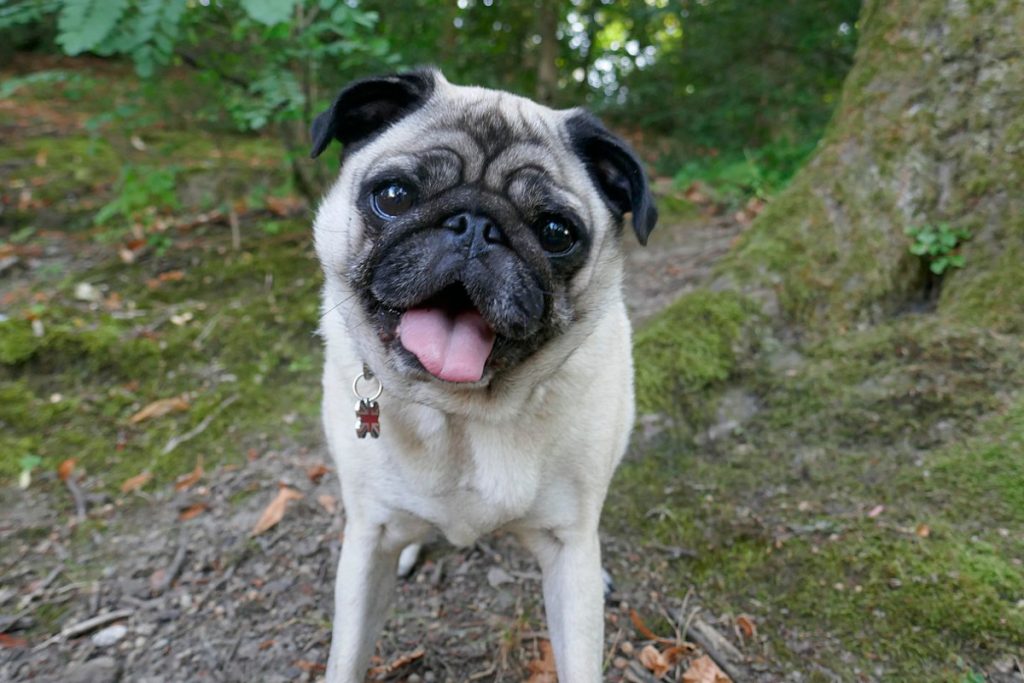 Carlin: Tout savoir sur cette race - DogsPlanet.com