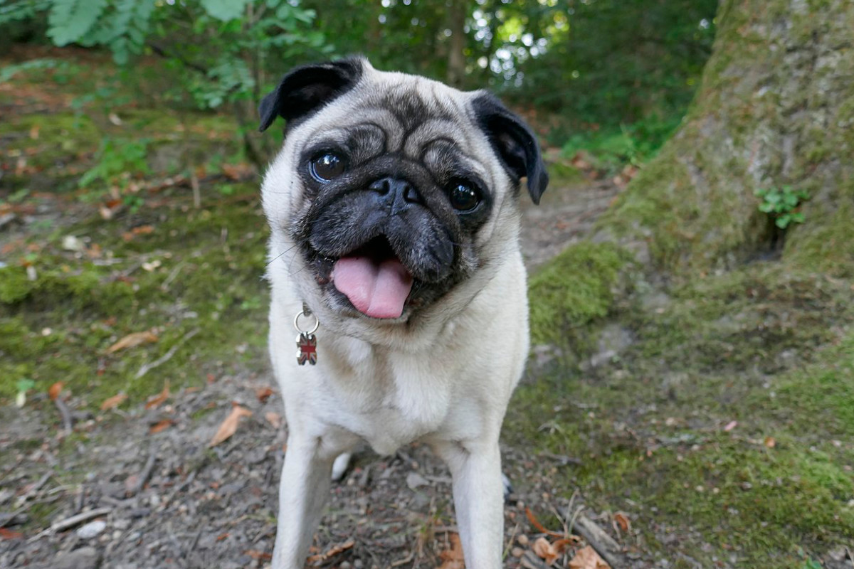Pug: All about this breed - DogsPlanet.com
