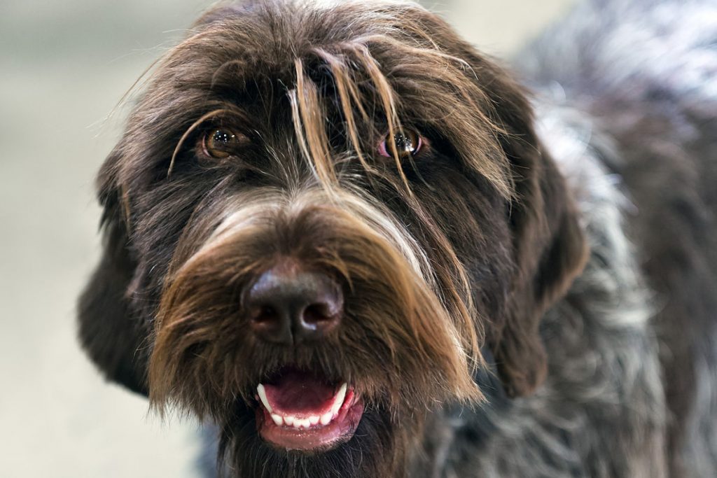 German Wirehaired Pointer: All about this breed - DogsPlanet.com