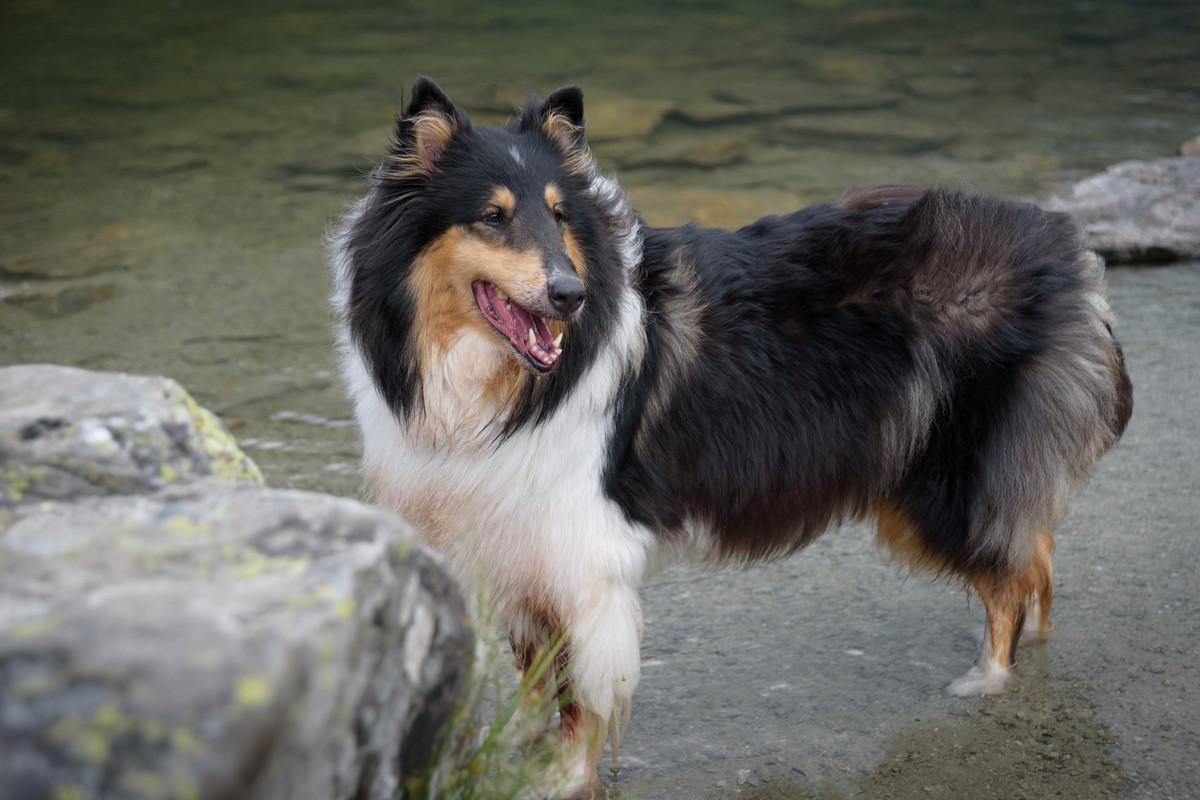 Colley: Tout savoir sur cette race - DogsPlanet.com