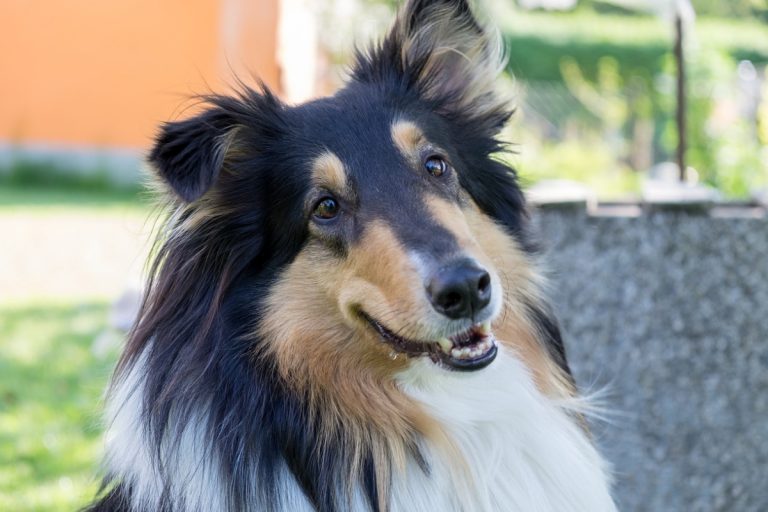 Colley: Tout savoir sur cette race - DogsPlanet.com