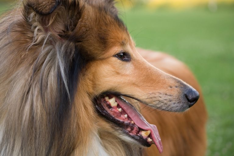 Colley: Tout savoir sur cette race - DogsPlanet.com