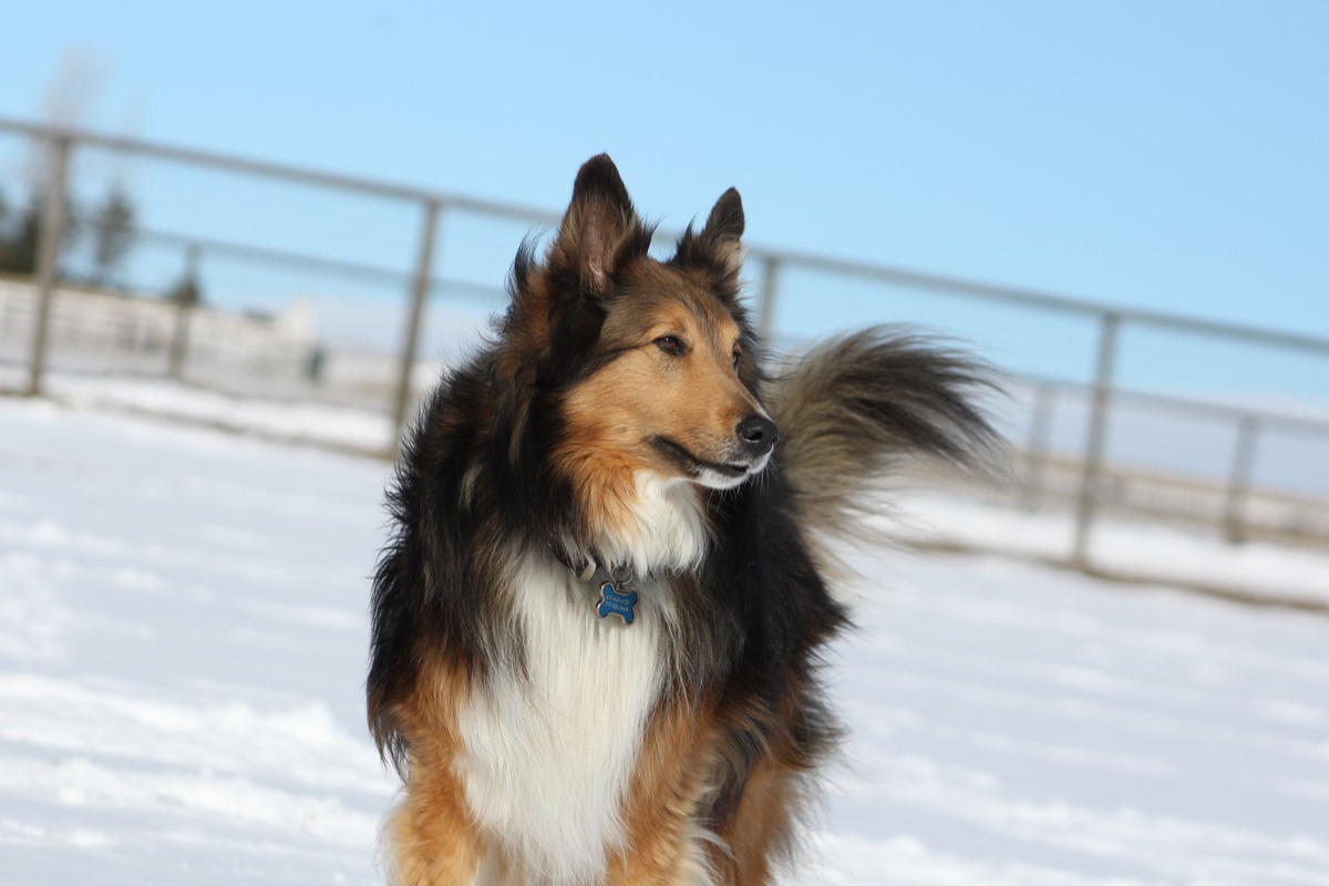 Colley: Tout savoir sur cette race - DogsPlanet.com