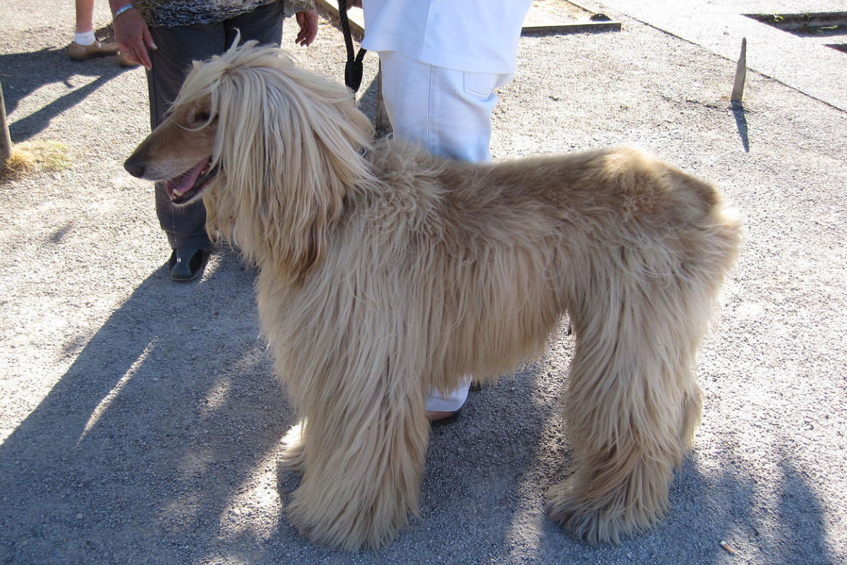Afghan Hound: All about this breed - DogsPlanet.com