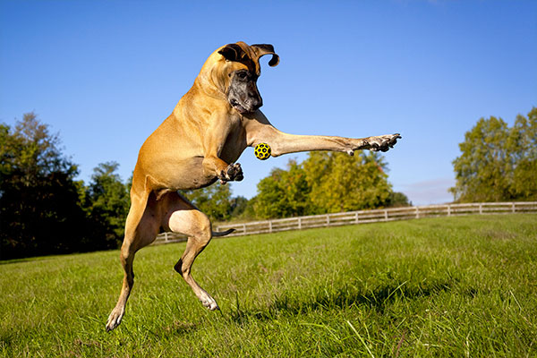 Dogue allemand: Tout savoir sur cette race - DogsPlanet.com