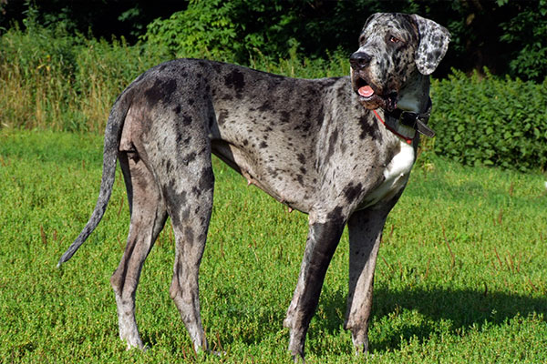 Dogue allemand: Tout savoir sur cette race - DogsPlanet.com