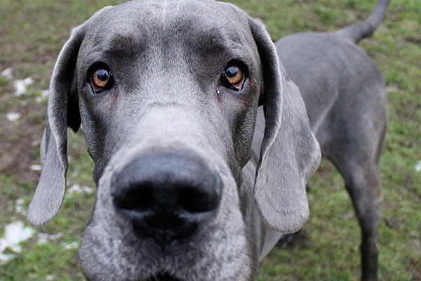 Dogue allemand: Tout savoir sur cette race - DogsPlanet.com