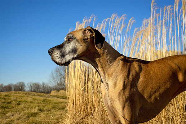 Dogue allemand: Tout savoir sur cette race - DogsPlanet.com