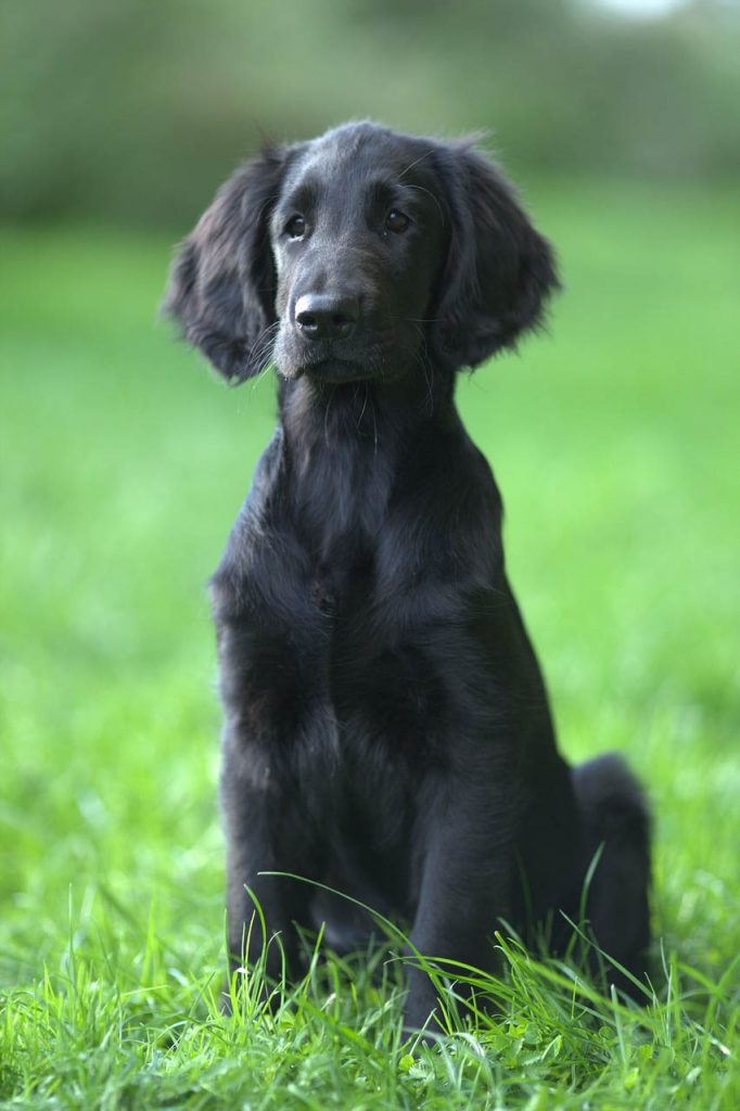 Flat-Coated Retriever: Todo sobre esta raza - DogsPlanet.com