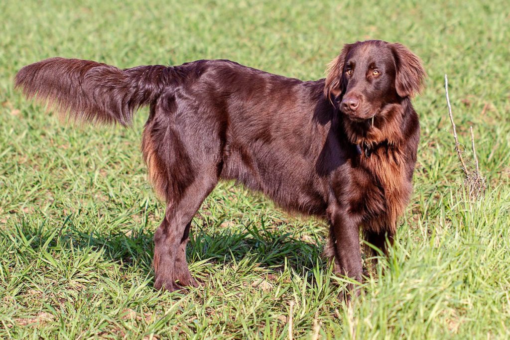 Flat-Coated Retriever: Tout savoir sur cette race - DogsPlanet.com