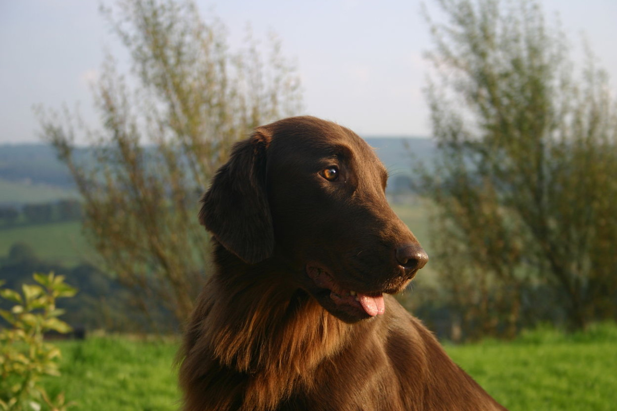 Flat-Coated Retriever: Tout savoir sur cette race - DogsPlanet.com