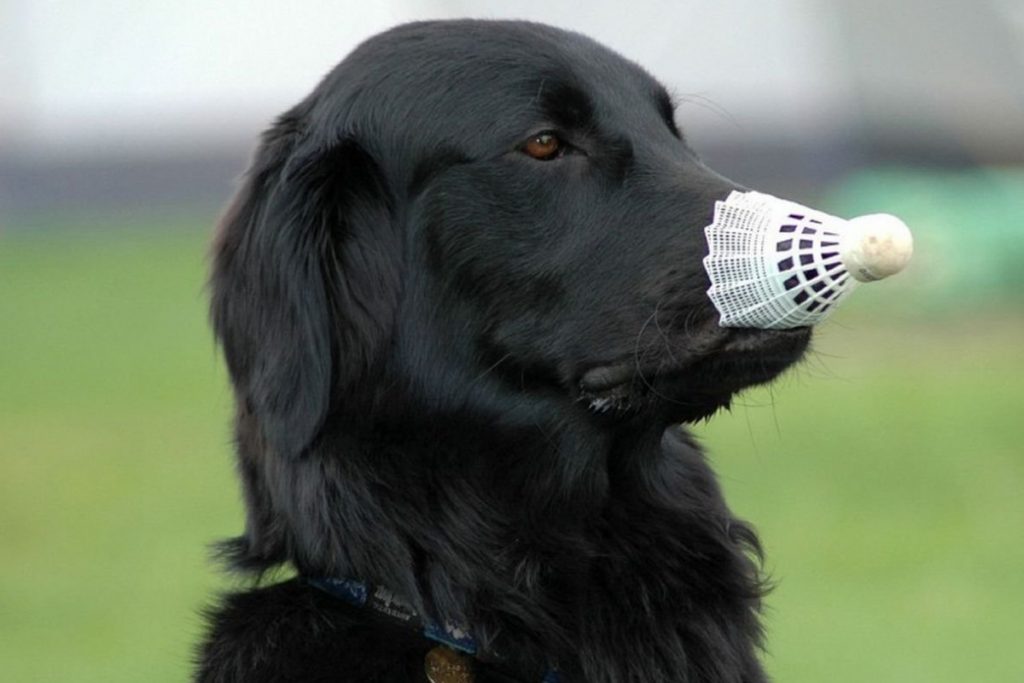 Flat-Coated Retriever: Tout savoir sur cette race - DogsPlanet.com