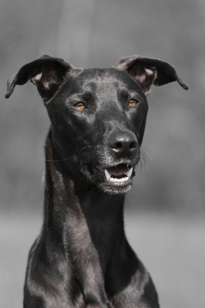 Spanish Galgo: All about this breed - DogsPlanet.com