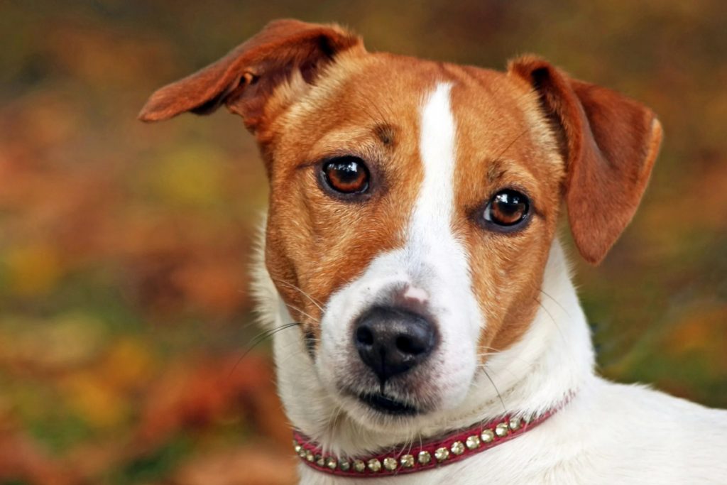 Jack Russell Terrier: Todo sobre esta raza - DogsPlanet.com