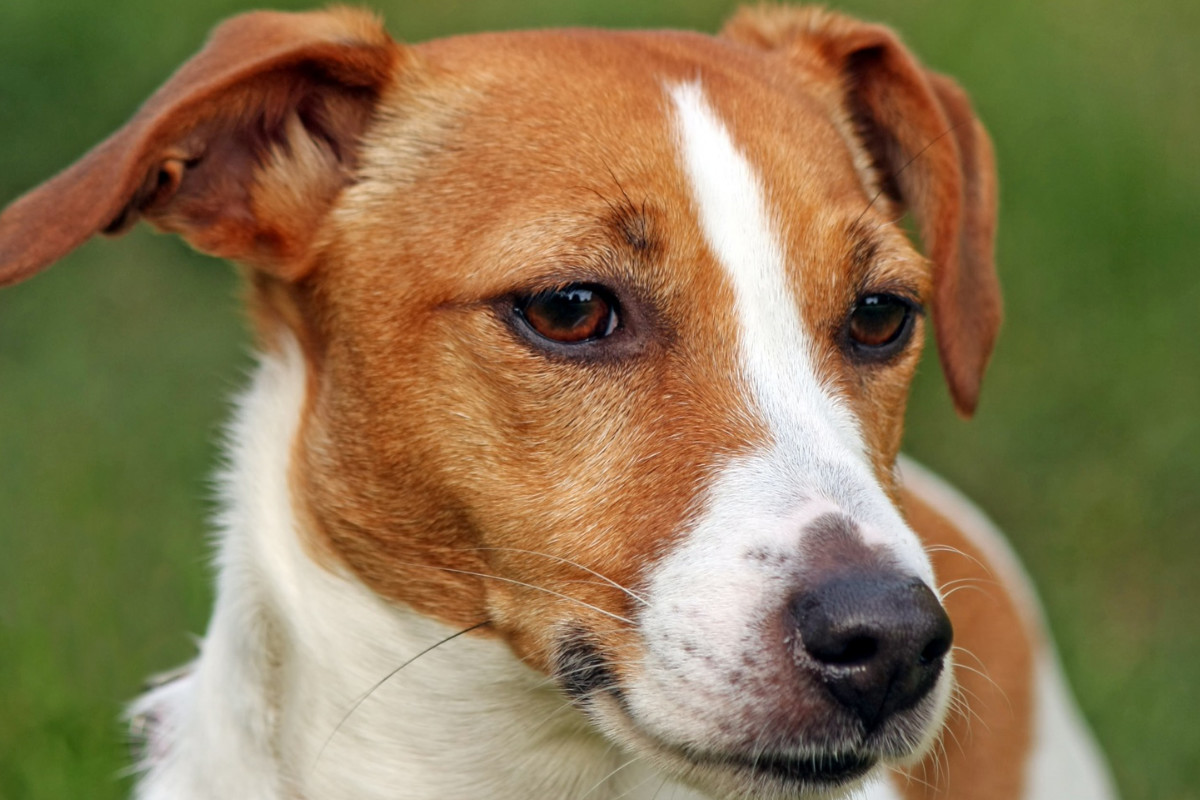 Jack Russell Terrier: Tout savoir sur cette race - DogsPlanet.com