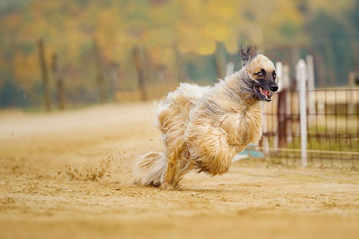 Lévrier afghan: Tout savoir sur cette race - DogsPlanet.com