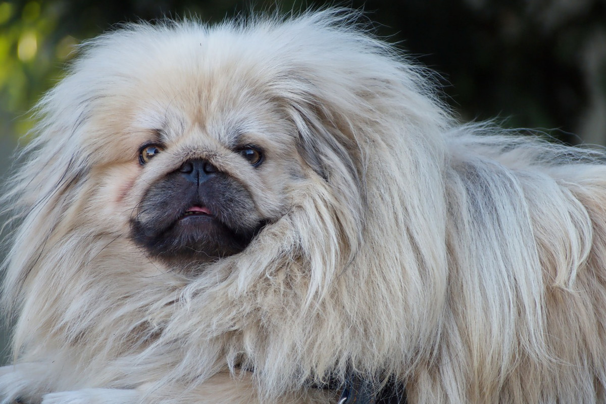Pekinés: Todo sobre esta raza - DogsPlanet.com