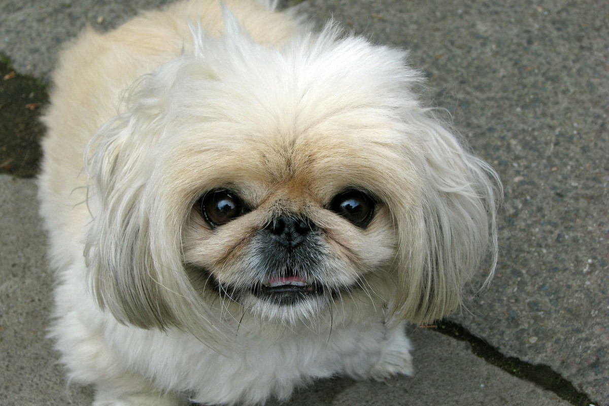 Pekinés: Todo sobre esta raza - DogsPlanet.com