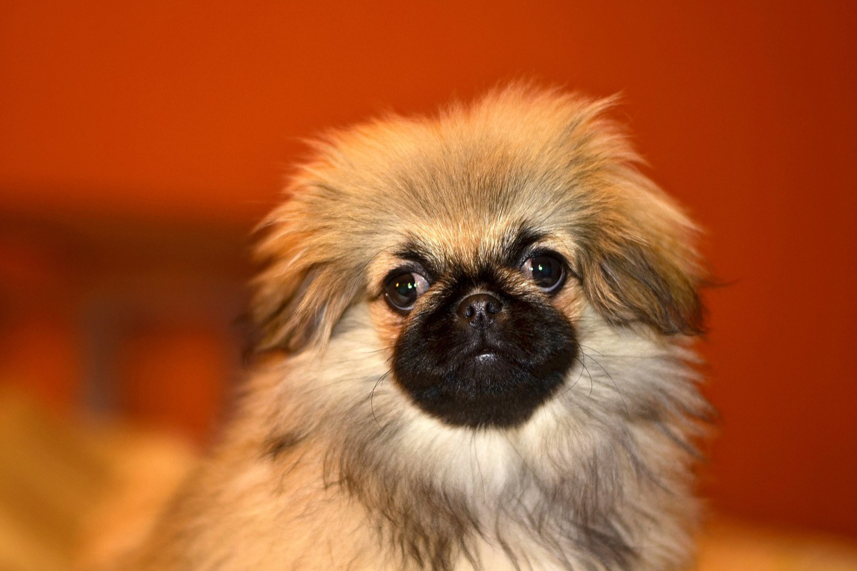 Pekinés: Todo sobre esta raza - DogsPlanet.com