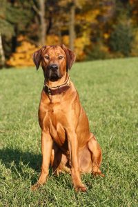 Rhodesian Ridgeback: Todo sobre esta raza - DogsPlanet.com