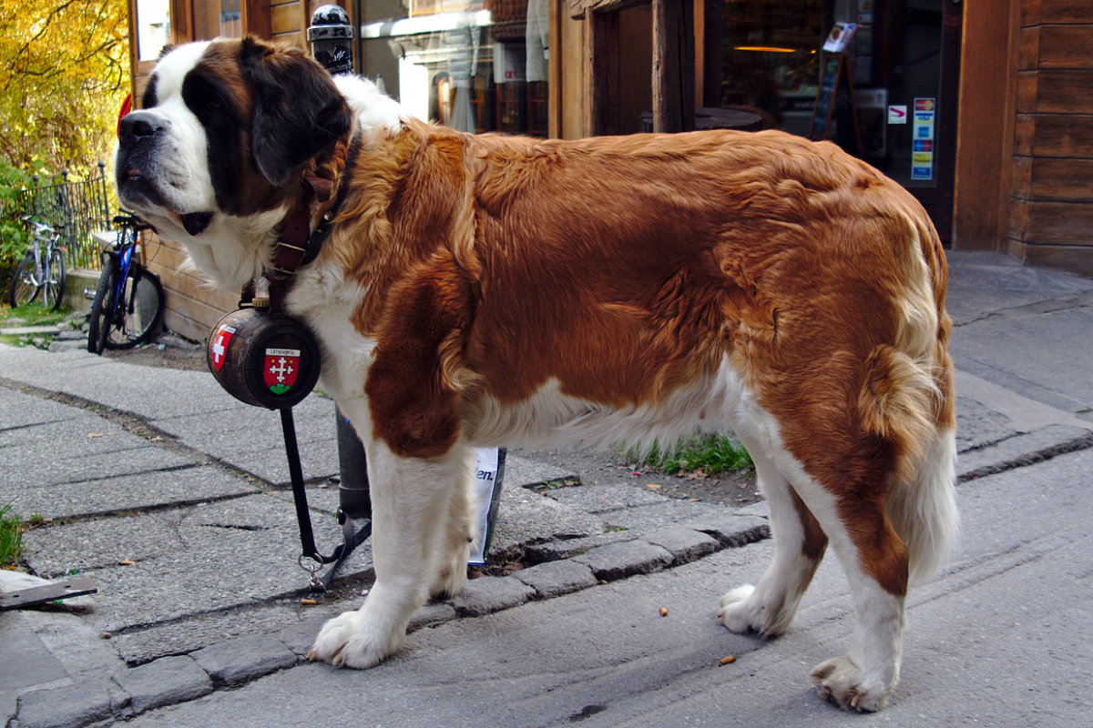 Saint-Bernard: Todo sobre esta raza - DogsPlanet.com