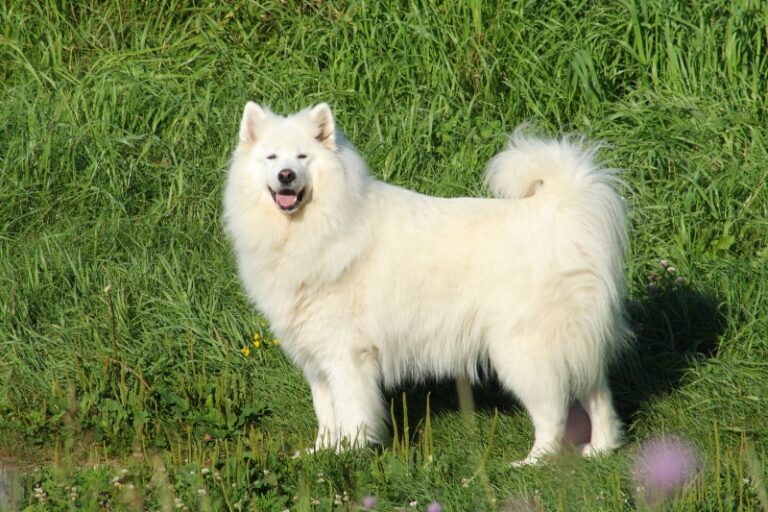 Samoyedo: Todo sobre esta raza - DogsPlanet.com