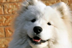 Samoyedo: Todo sobre esta raza - DogsPlanet.com