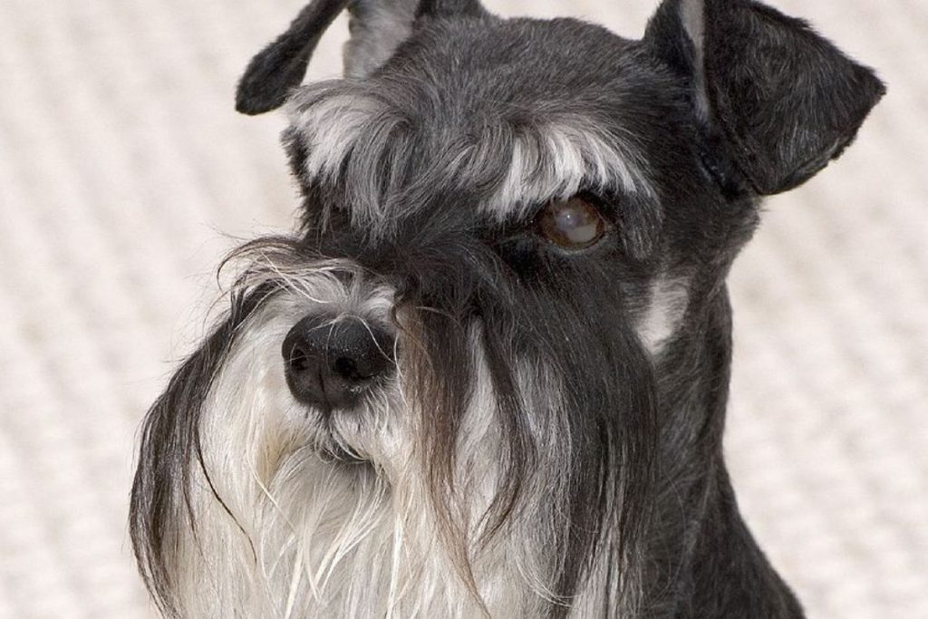 Schnauzer: Todo sobre esta raza - DogsPlanet.com