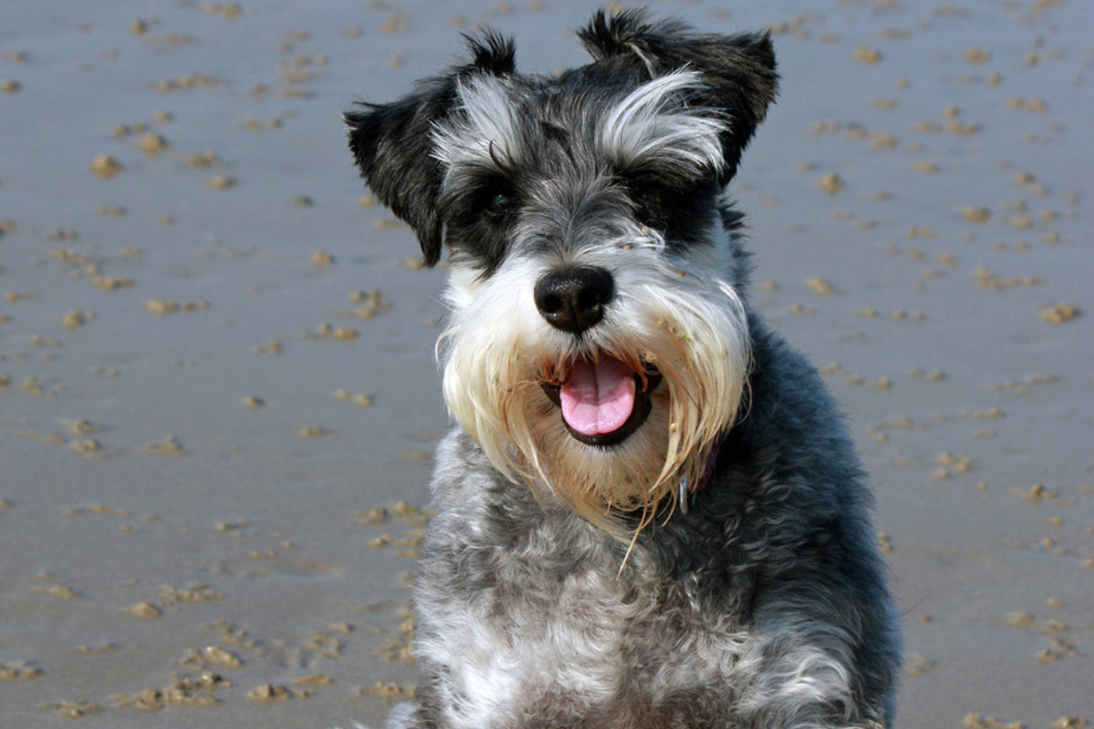Schnauzer: Todo sobre esta raza - DogsPlanet.com