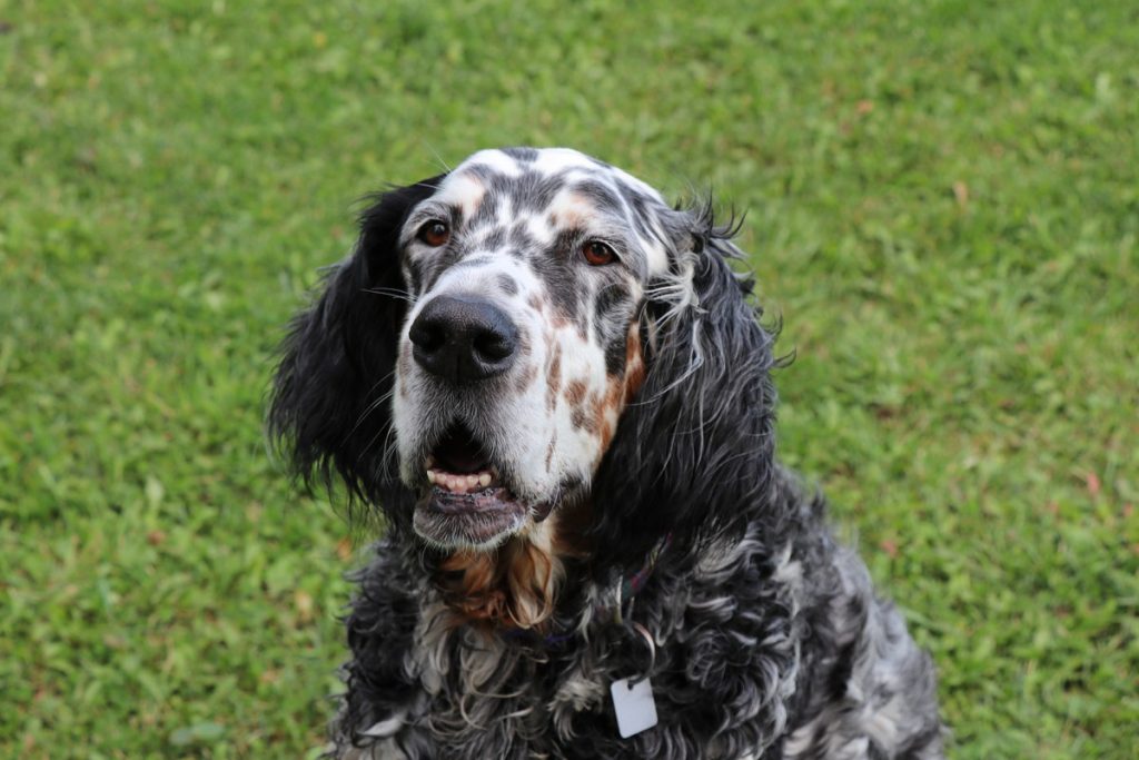 Setter Inglés: Todo sobre esta raza - DogsPlanet.com