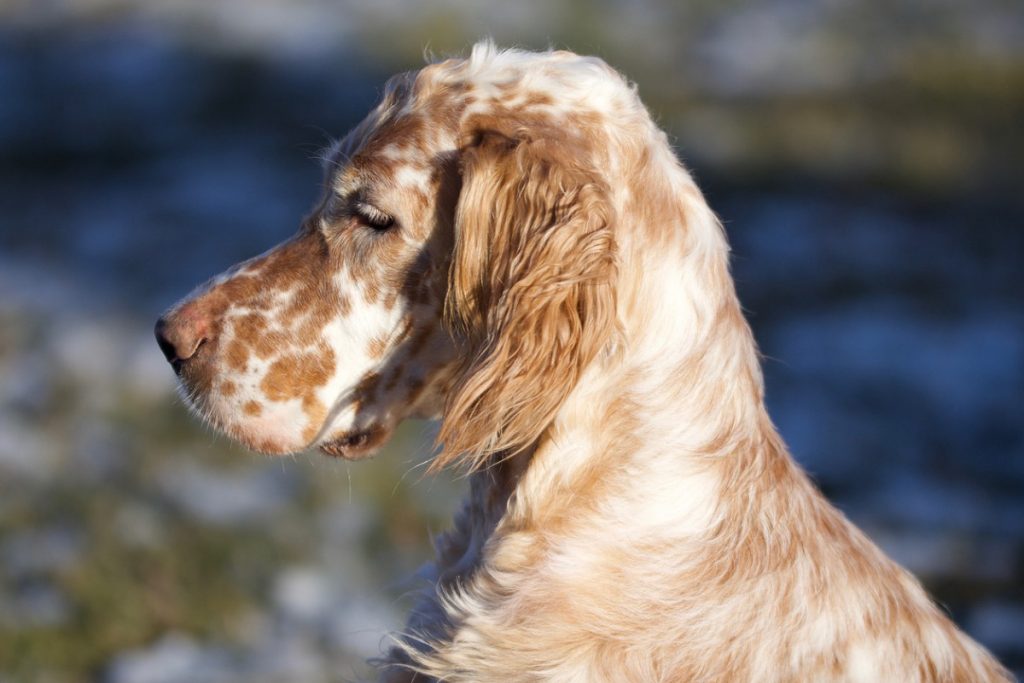 English Setter: All about this breed - DogsPlanet.com