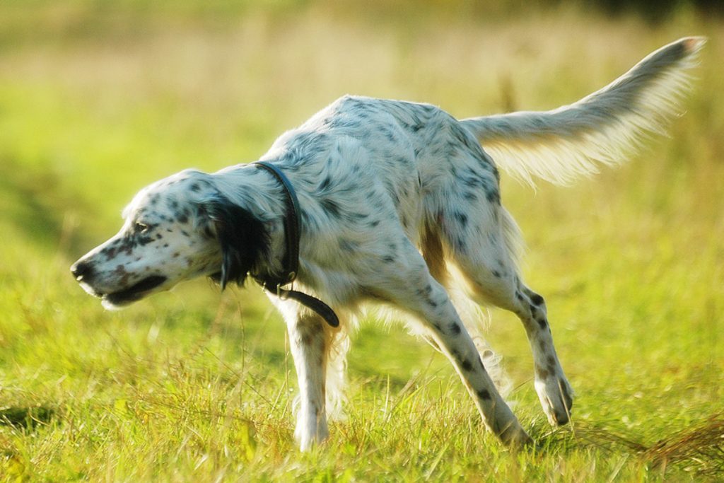 Setter anglais: Tout savoir sur cette race - DogsPlanet.com