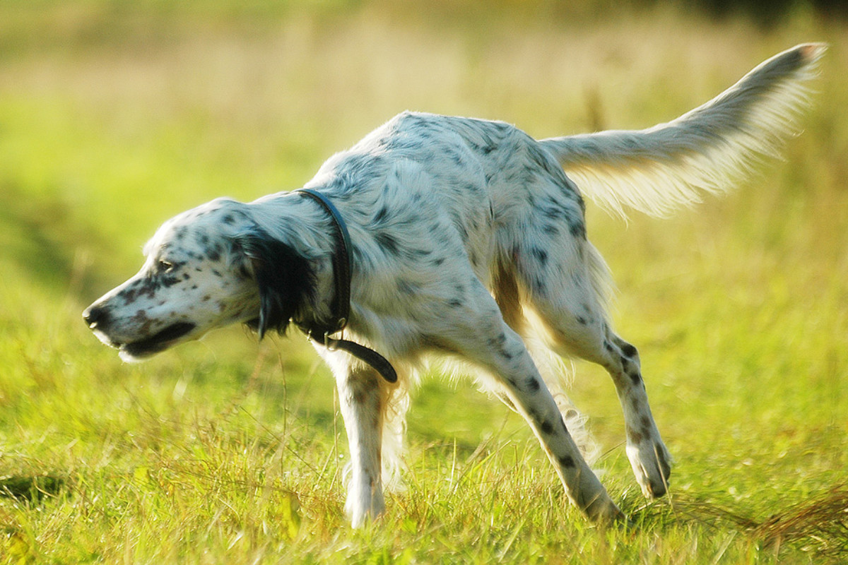 Setter Inglés: Todo sobre esta raza - DogsPlanet.com