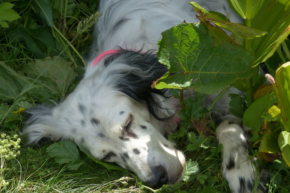 Setter anglais: Tout savoir sur cette race - DogsPlanet.com