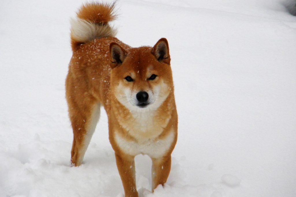 Shiba: Todo sobre esta raza - DogsPlanet.com