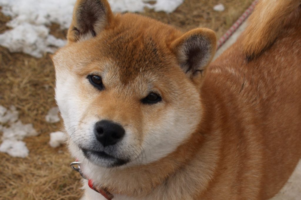 Shiba: Todo sobre esta raza - DogsPlanet.com